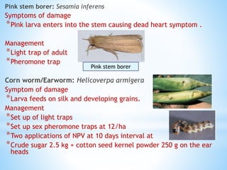 Organic agriculture packages and practices for maize | PPTX