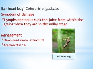 Organic agriculture packages and practices for maize | PPTX