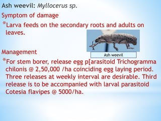 Organic agriculture packages and practices for maize | PPTX