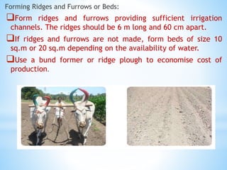 Organic agriculture packages and practices for maize | PPTX