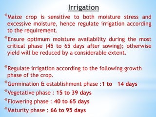 Organic agriculture packages and practices for maize | PPTX