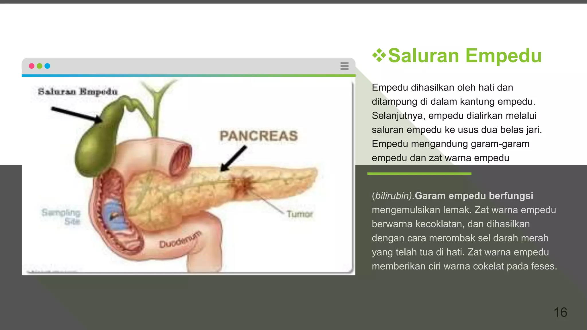 PPT ORGAN PENCERNAAN MAKANAN | PPTX