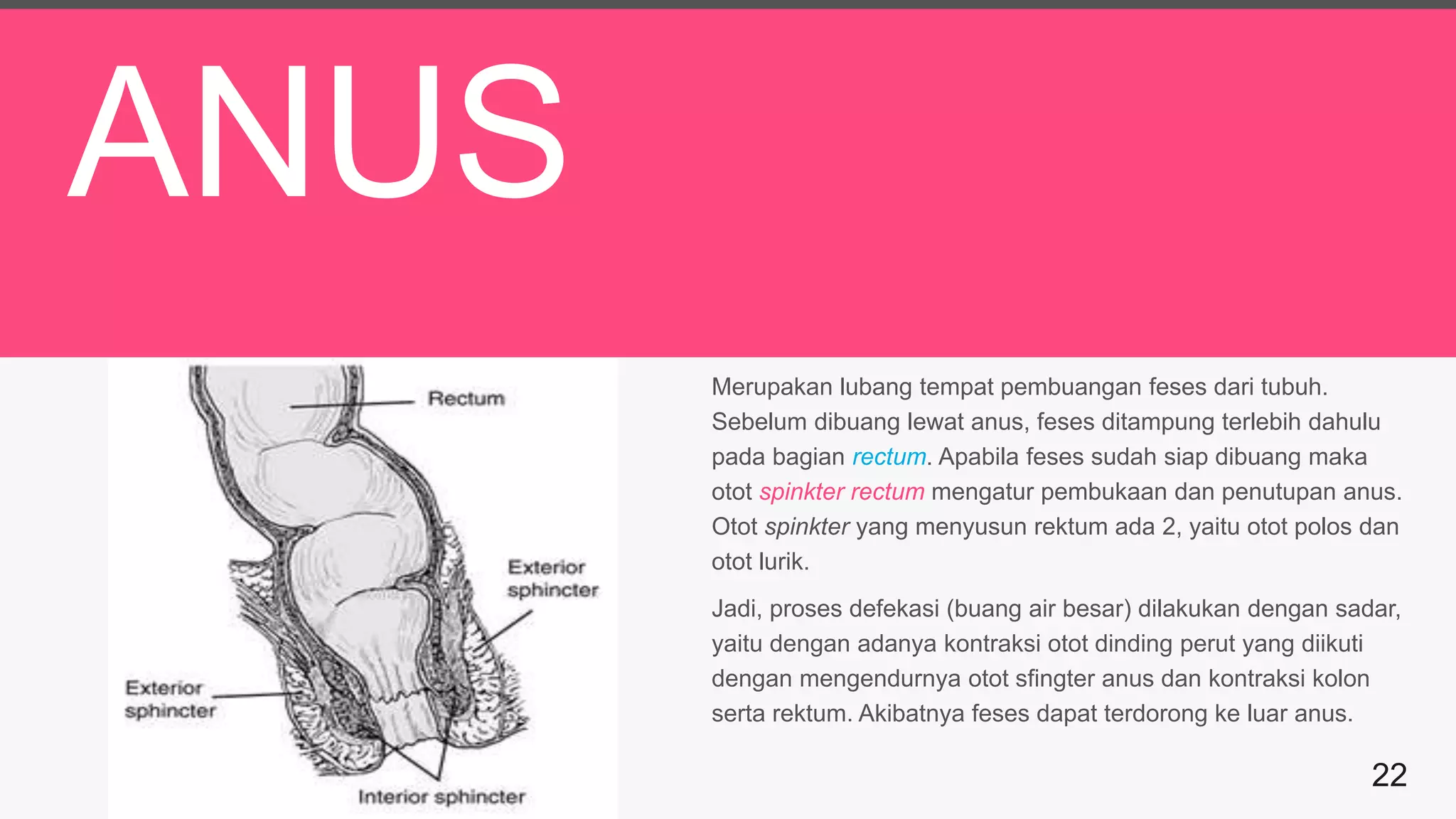 PPT ORGAN PENCERNAAN MAKANAN | PPTX