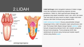 PPT ORGAN PENCERNAAN MAKANAN | PPTX