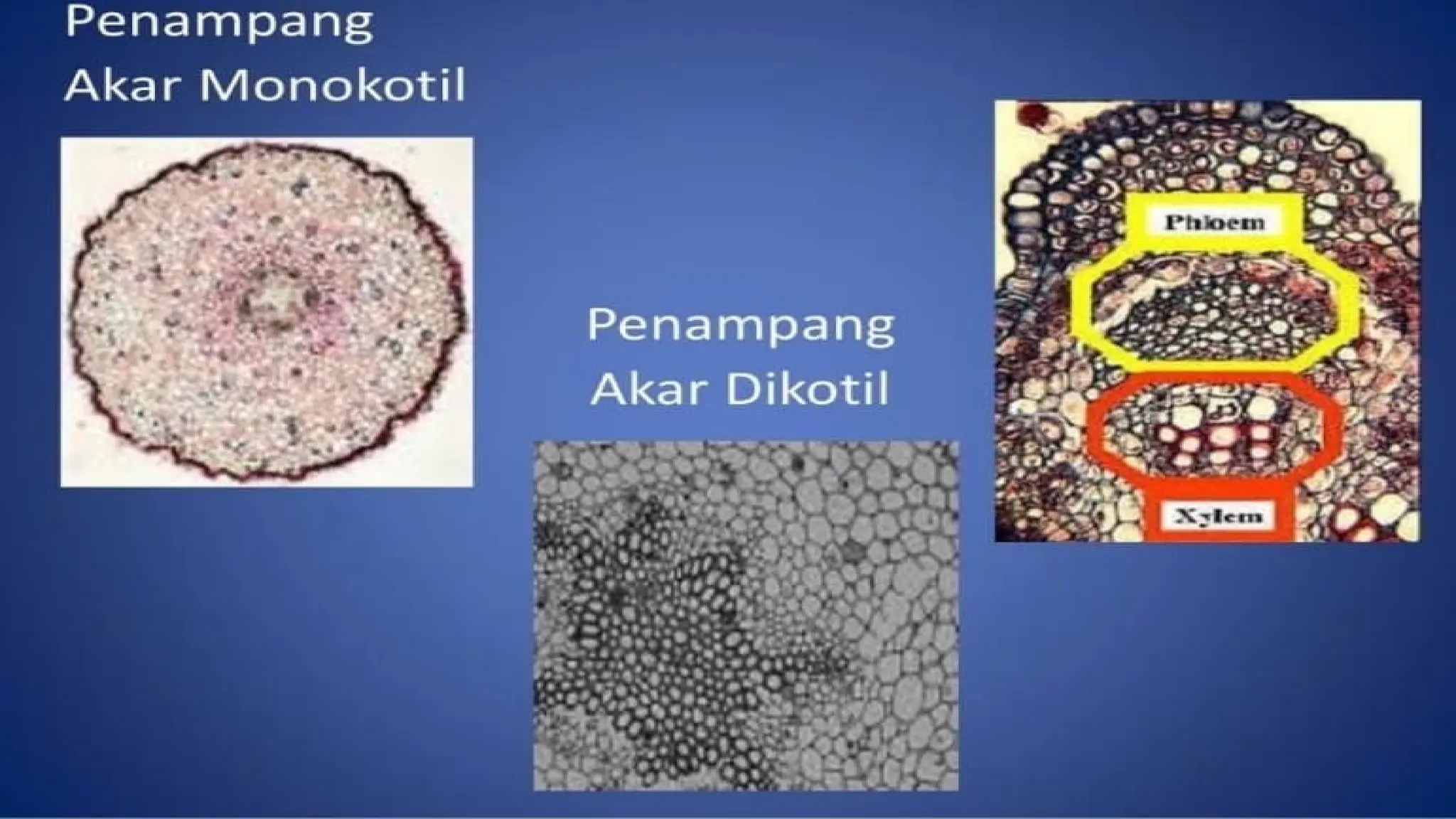 MATERI ORGAN TUMBUHAN AKAR KELAS XI.pptx