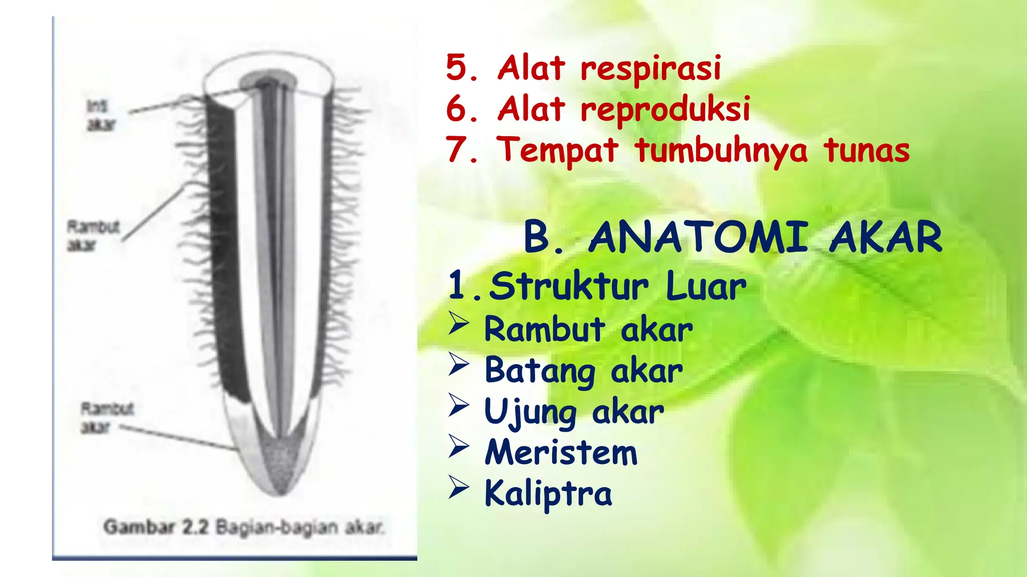 MATERI ORGAN TUMBUHAN AKAR KELAS XI.pptx | Free Download