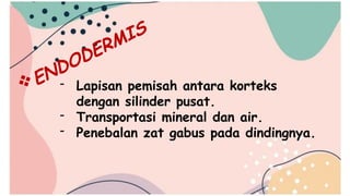 MATERI ORGAN TUMBUHAN AKAR KELAS XI.pptx