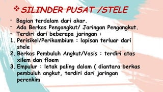 MATERI ORGAN TUMBUHAN AKAR KELAS XI.pptx | Free Download