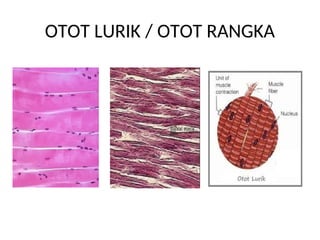 otot manusia sebagai alat gerak aktif tubuh | PPT
