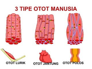 otot manusia sebagai alat gerak aktif tubuh | PPT