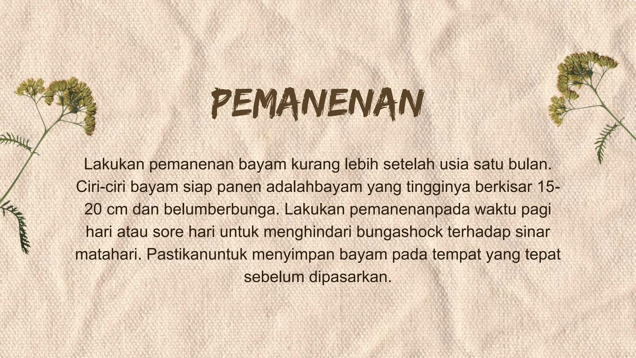 Cara Menanam dan Budidaya Sayur Bayam.pptx