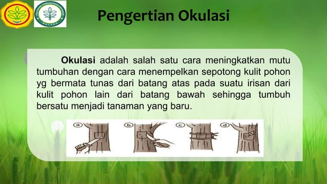 Memperbanyak Tanaman Dengan Cara Okulasi | PPTX