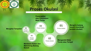 Memperbanyak Tanaman Dengan Cara Okulasi | PPTX