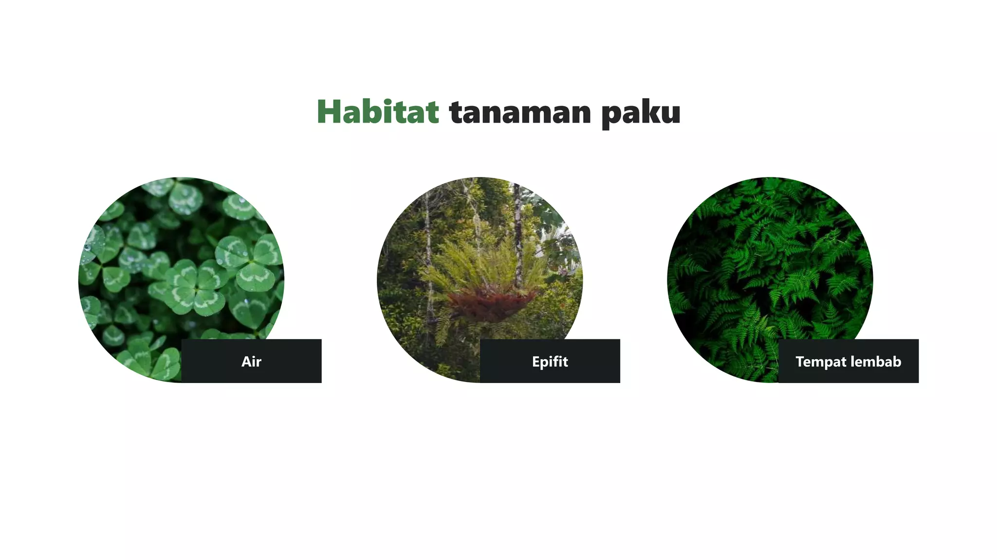 PPT PTERIDOPHYTA (TUMBUHAN PAKU) PAKU PURBA, PAKU KAWAT, PAKU EKOR KUDA ...