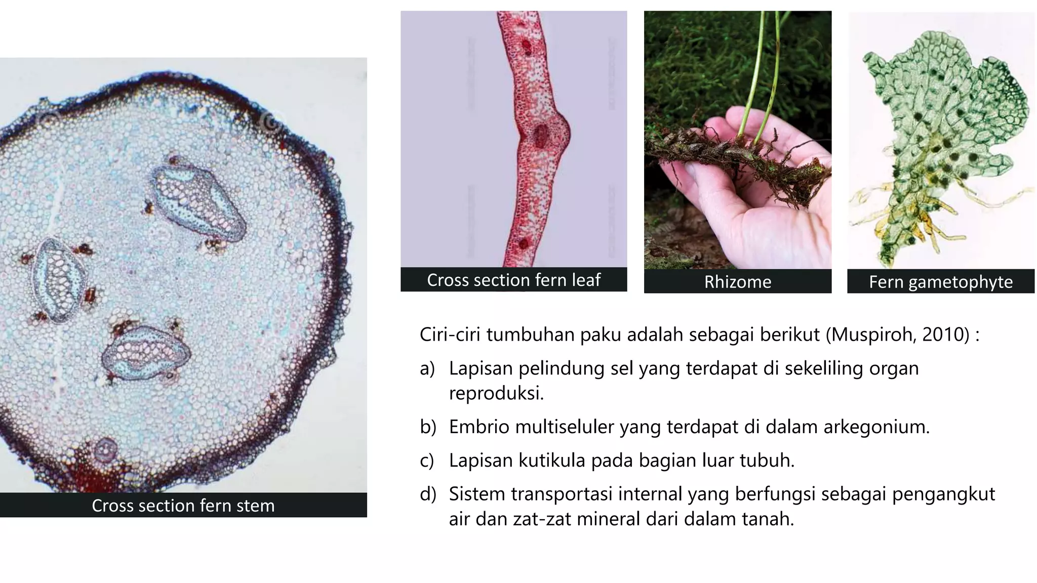 PPT PTERIDOPHYTA (TUMBUHAN PAKU) PAKU PURBA, PAKU KAWAT, PAKU EKOR KUDA ...