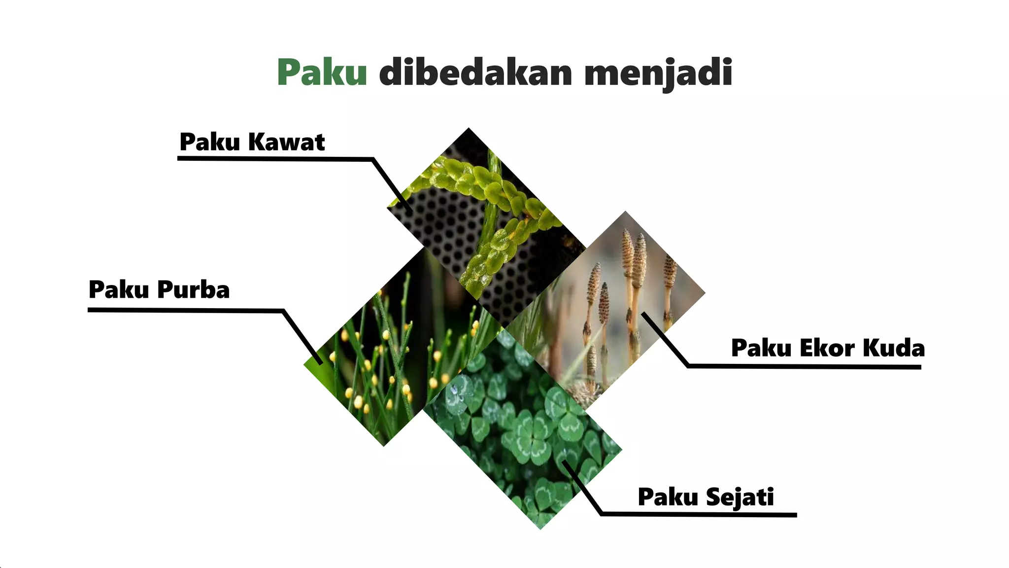 PPT PTERIDOPHYTA (TUMBUHAN PAKU) PAKU PURBA, PAKU KAWAT, PAKU EKOR KUDA ...