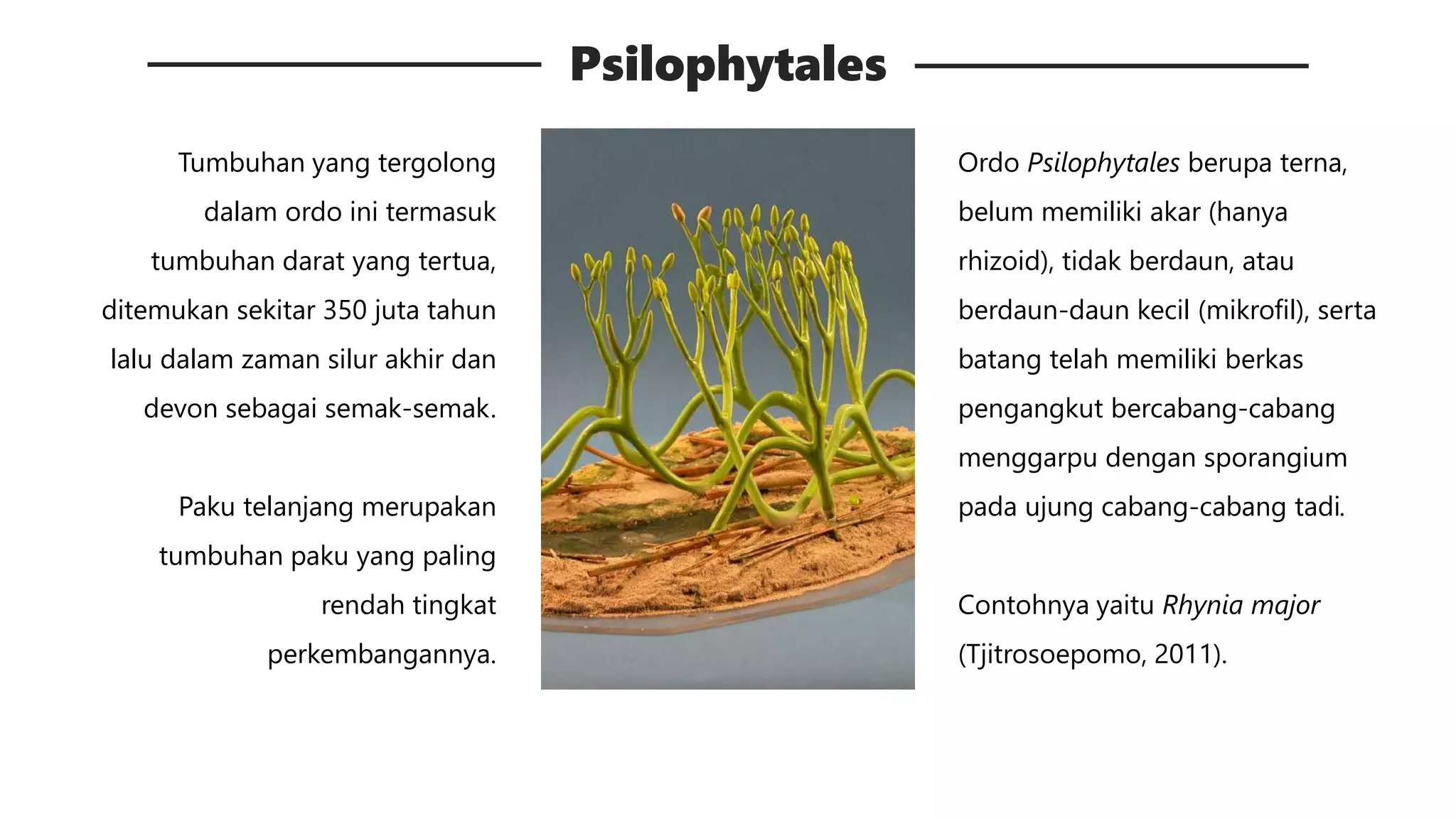 PPT PTERIDOPHYTA (TUMBUHAN PAKU) PAKU PURBA, PAKU KAWAT, PAKU EKOR KUDA ...