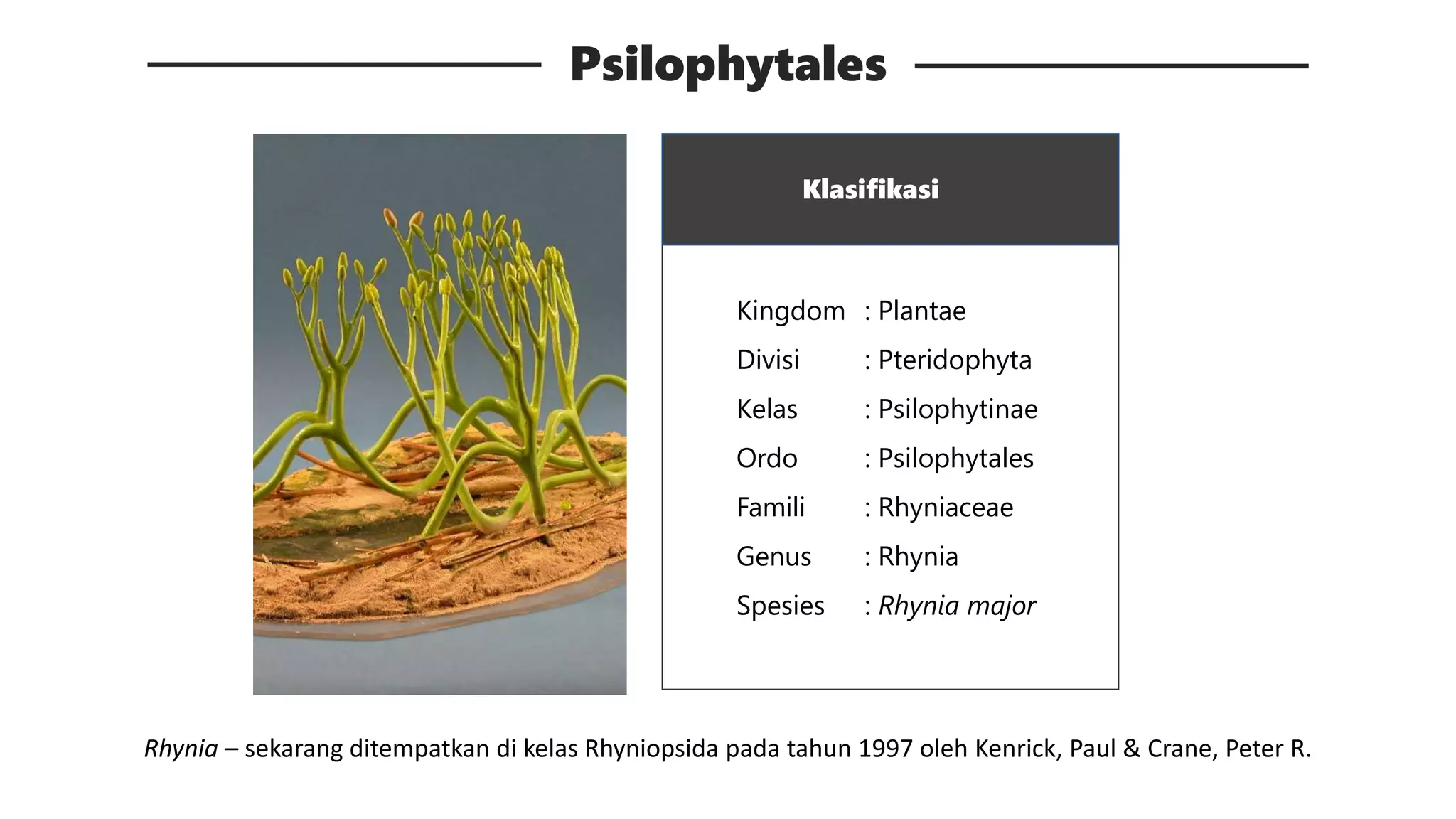 PPT PTERIDOPHYTA (TUMBUHAN PAKU) PAKU PURBA, PAKU KAWAT, PAKU EKOR KUDA ...