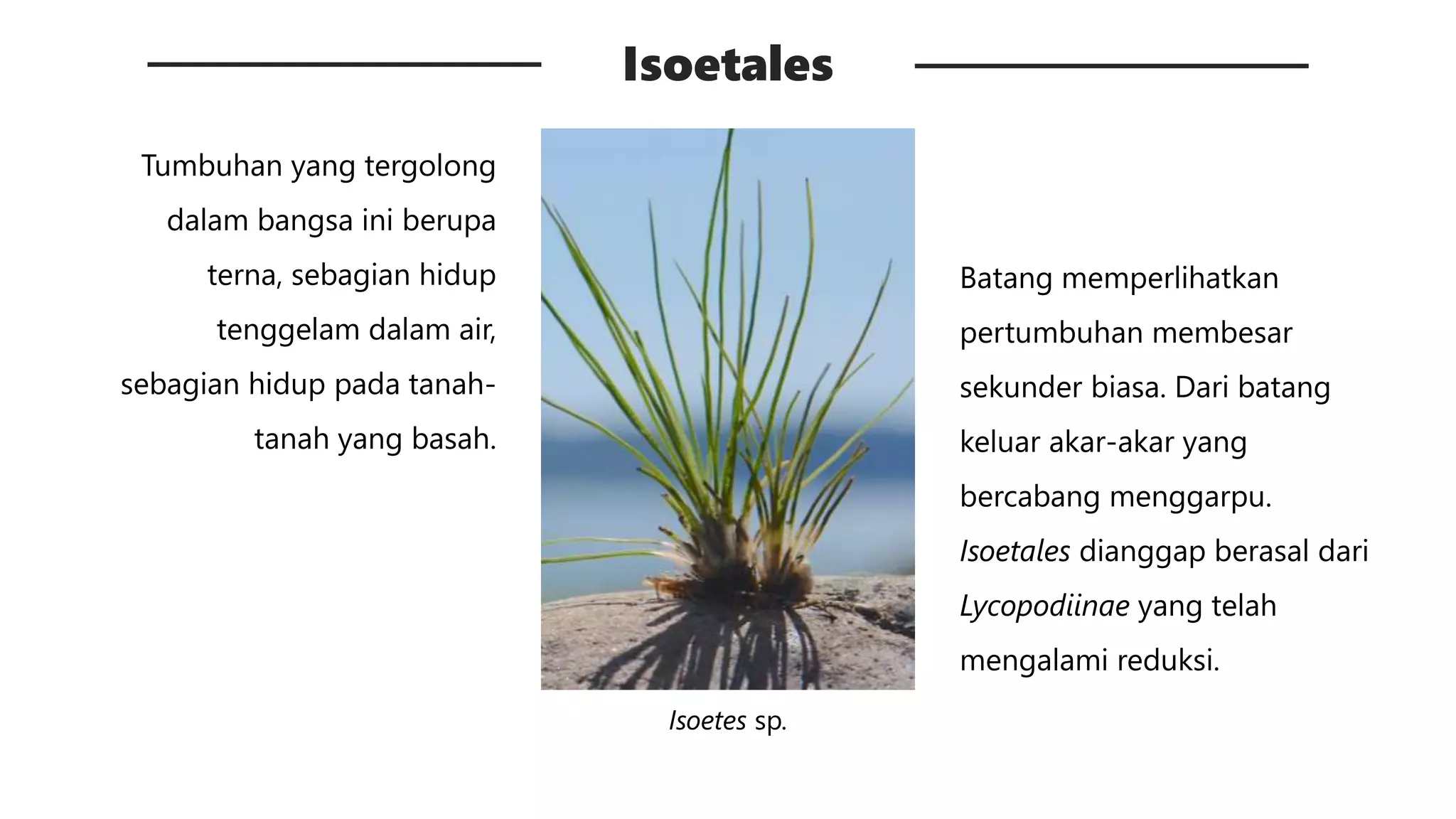 PPT PTERIDOPHYTA (TUMBUHAN PAKU) PAKU PURBA, PAKU KAWAT, PAKU EKOR KUDA ...