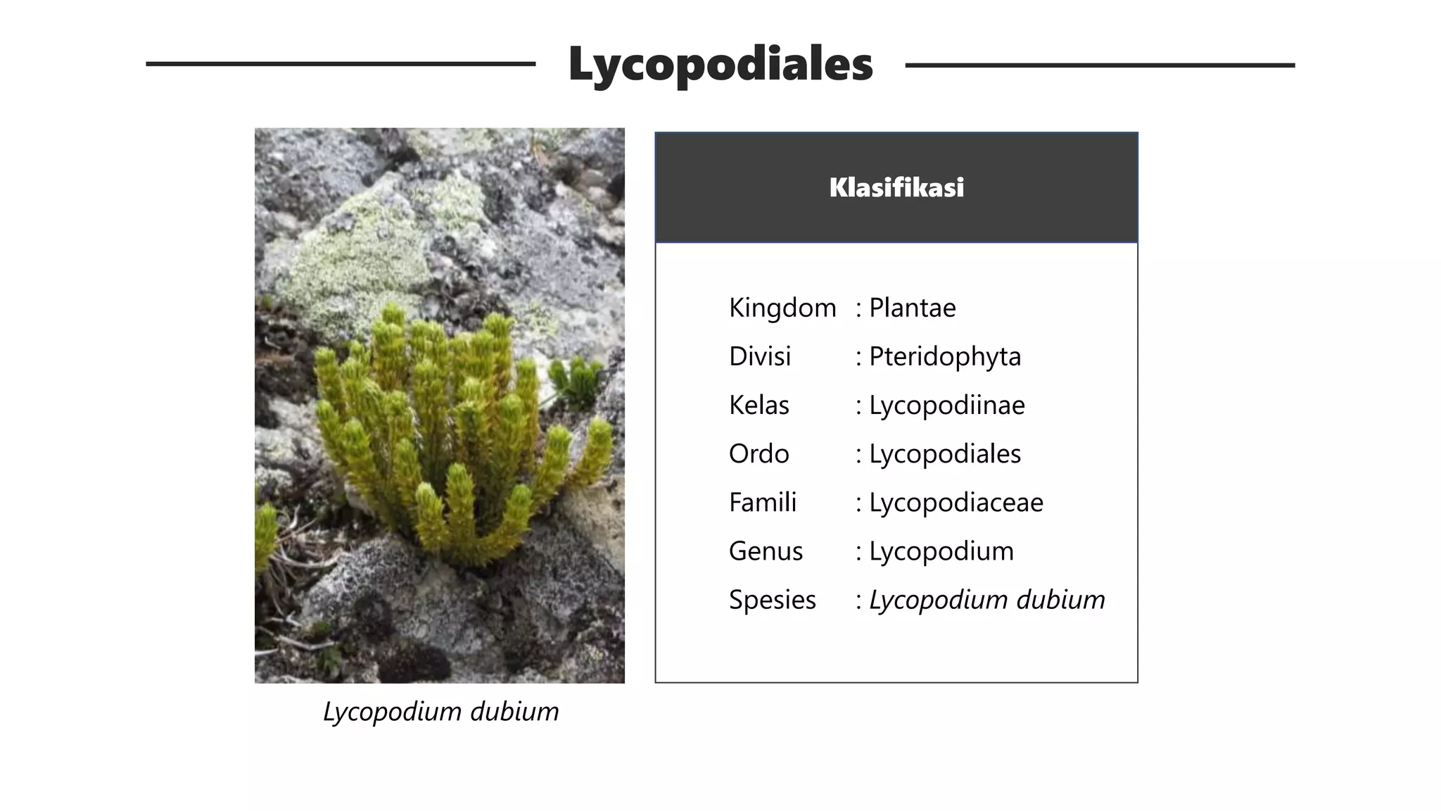 PPT PTERIDOPHYTA (TUMBUHAN PAKU) PAKU PURBA, PAKU KAWAT, PAKU EKOR KUDA ...