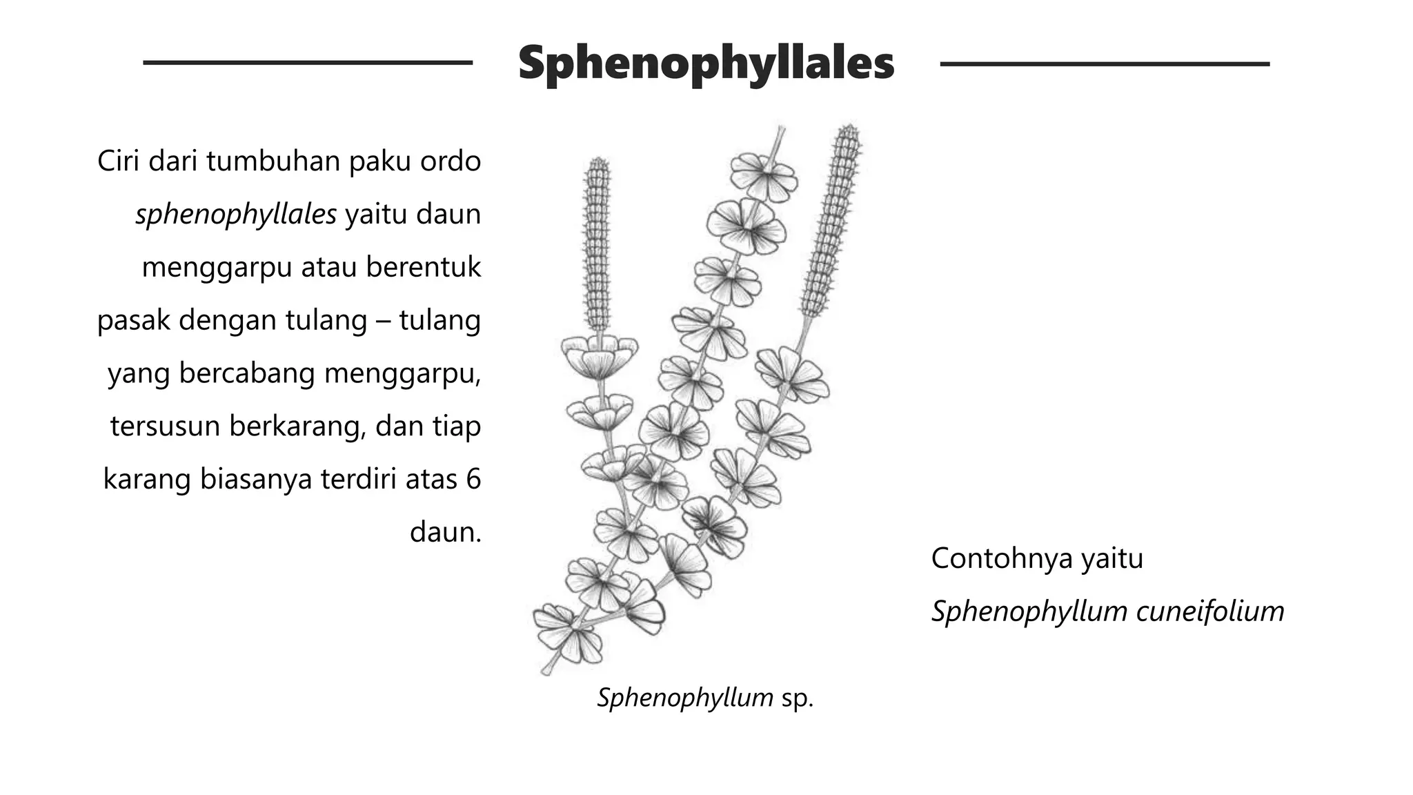 PPT PTERIDOPHYTA (TUMBUHAN PAKU) PAKU PURBA, PAKU KAWAT, PAKU EKOR KUDA ...