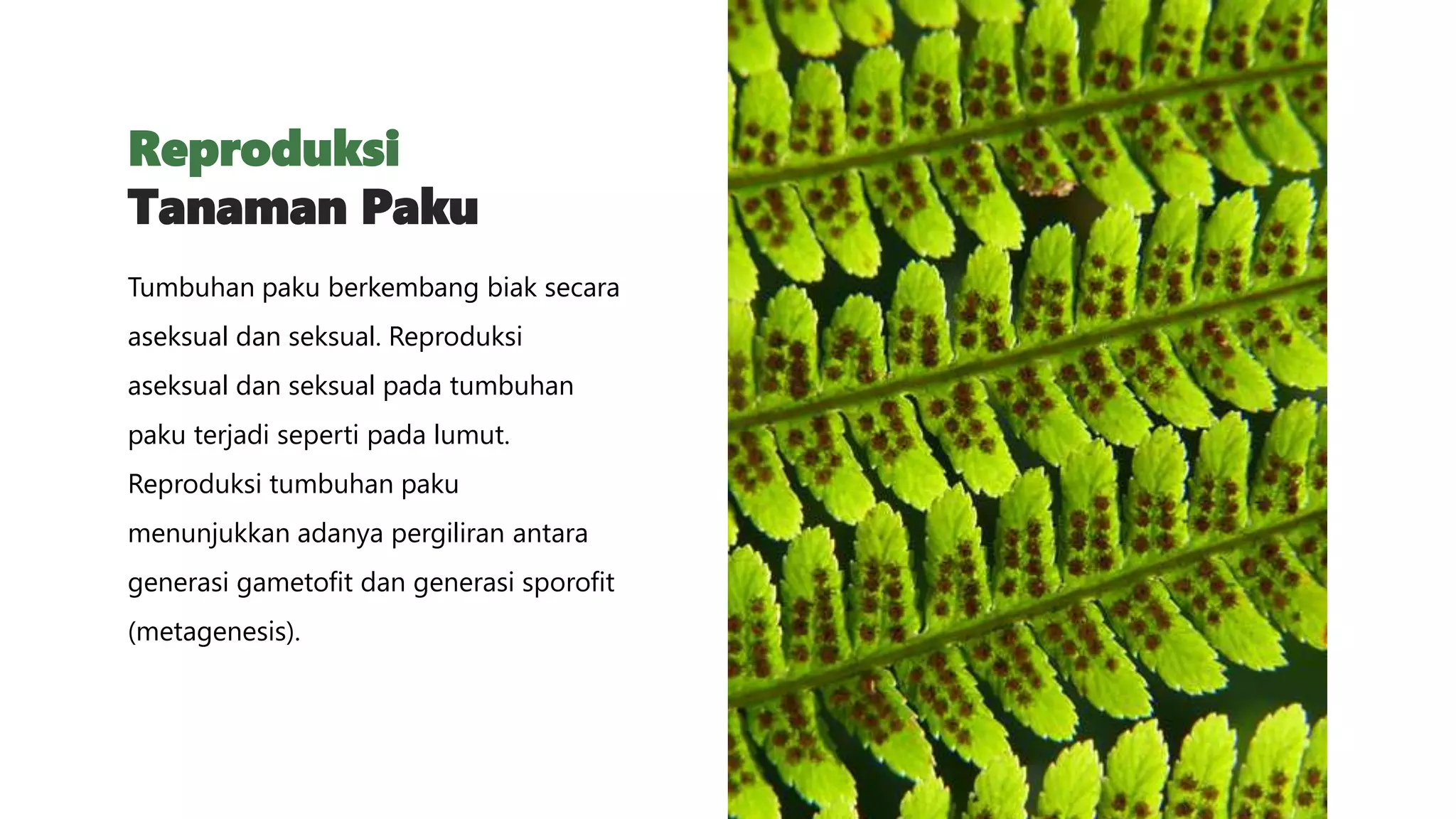 PPT PTERIDOPHYTA (TUMBUHAN PAKU) PAKU PURBA, PAKU KAWAT, PAKU EKOR KUDA ...