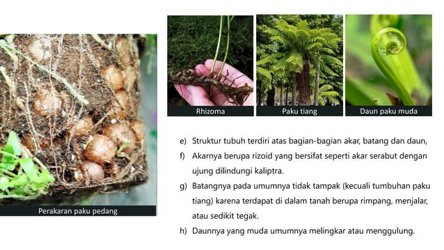 PPT PTERIDOPHYTA (TUMBUHAN PAKU) PAKU PURBA, PAKU KAWAT, PAKU EKOR KUDA ...