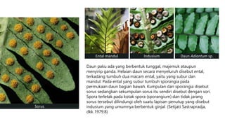PPT PTERIDOPHYTA (TUMBUHAN PAKU) PAKU PURBA, PAKU KAWAT, PAKU EKOR KUDA ...