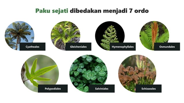 PPT PTERIDOPHYTA (TUMBUHAN PAKU) PAKU PURBA, PAKU KAWAT, PAKU EKOR KUDA ...