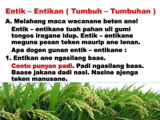 PPT PALAJAHAN 6 BAHASA BALI KELAS 2.pptx