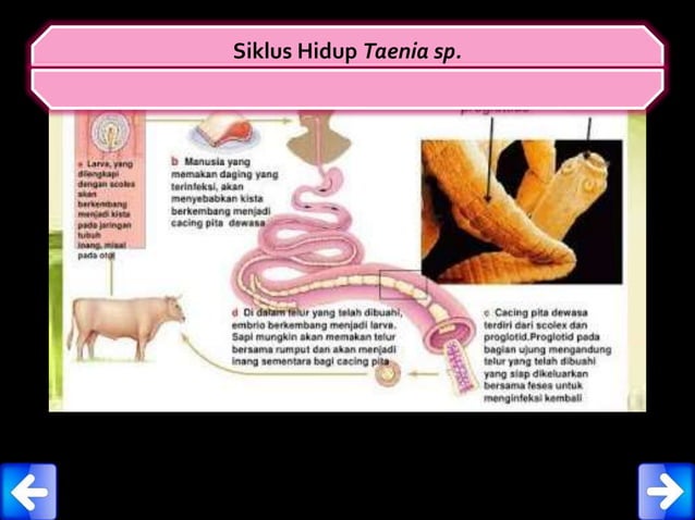 Ppt parasit kelompok iv | PPTX