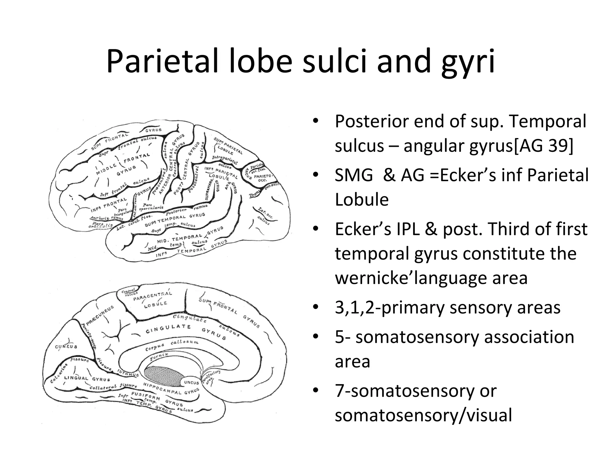 Ppt parietal lobe | PPT | Brain and Nervous System Disorders | Diseases and Conditions