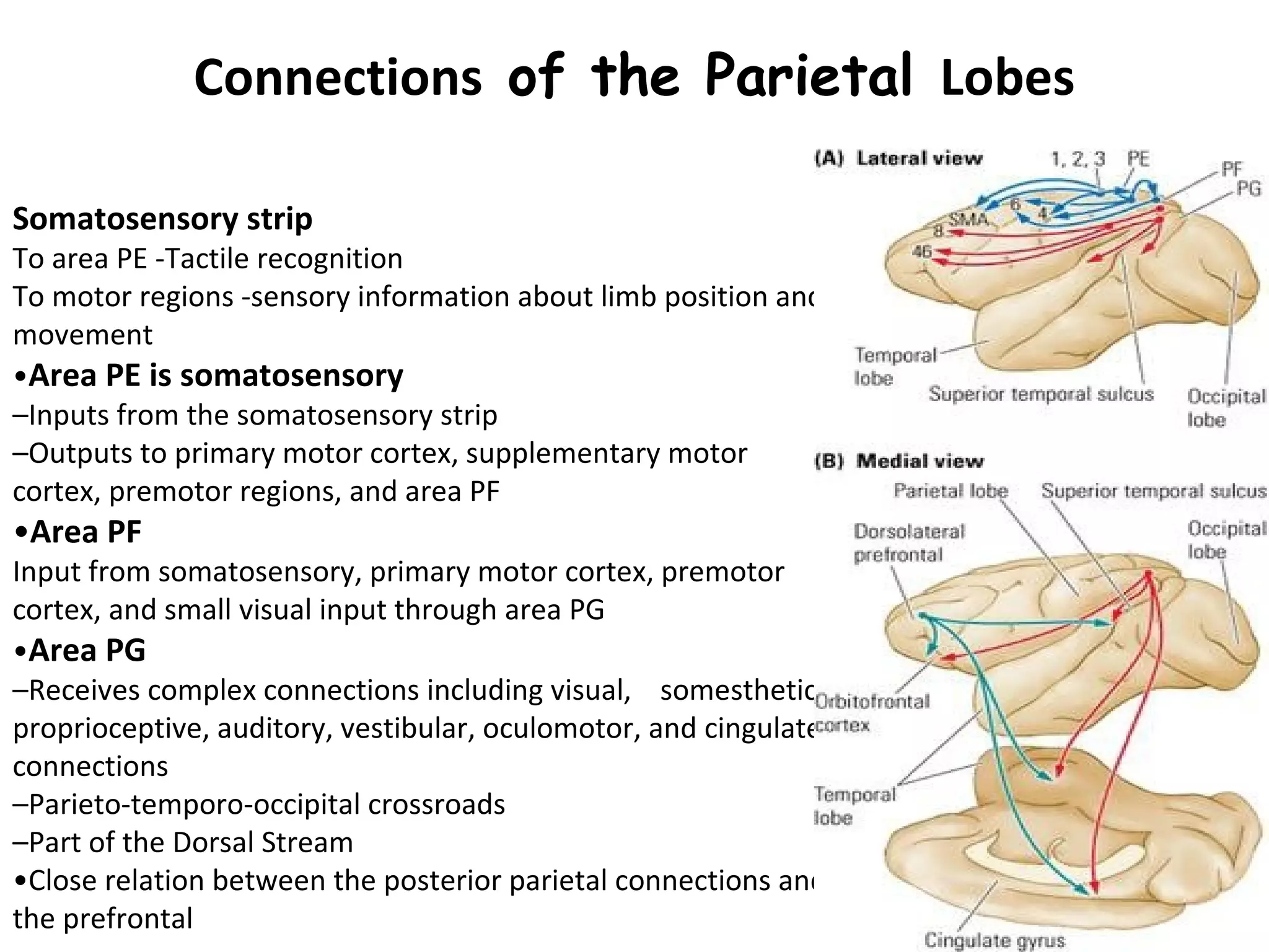 Ppt parietal lobe | PPT