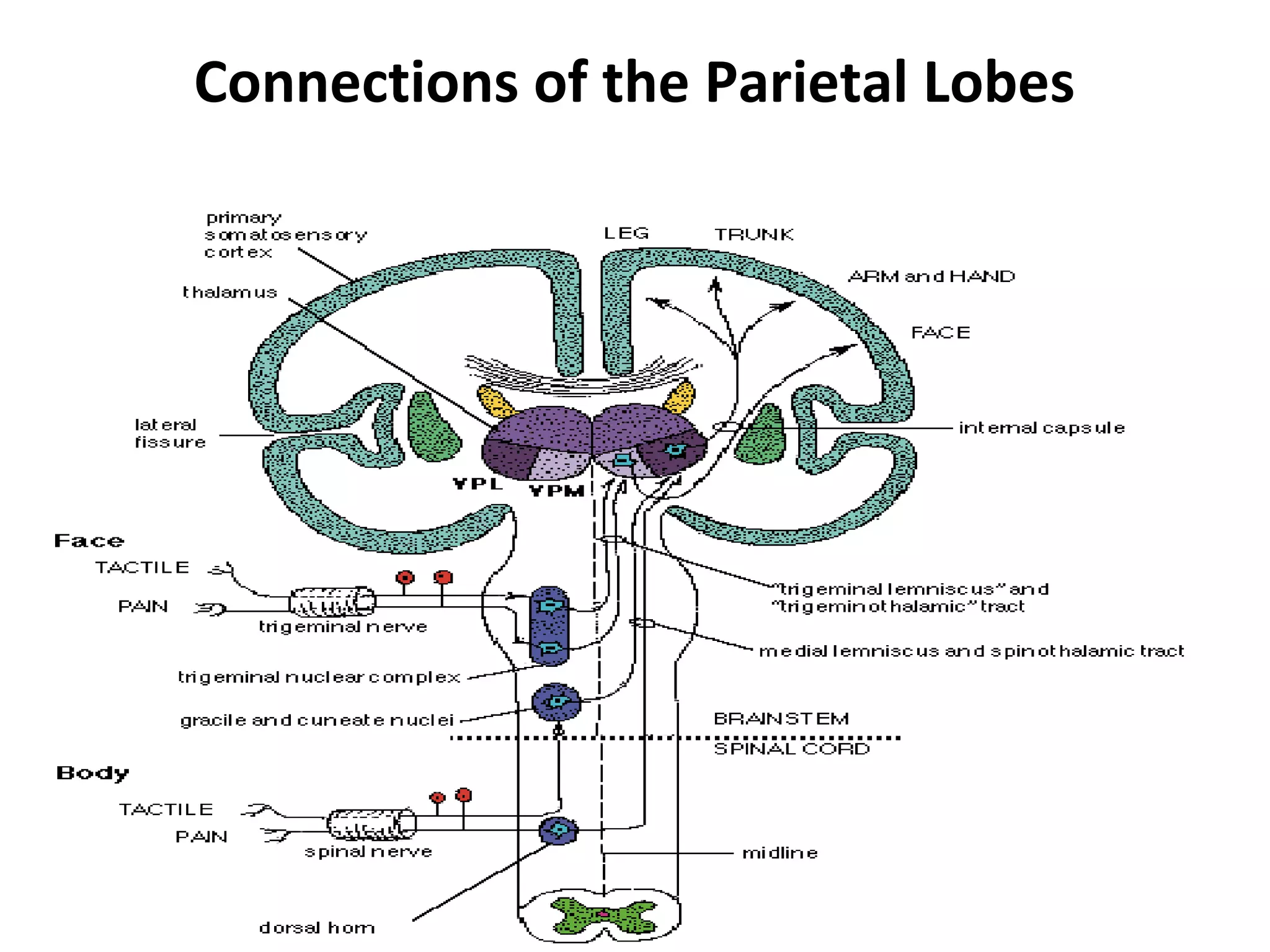 Ppt parietal lobe | PPT