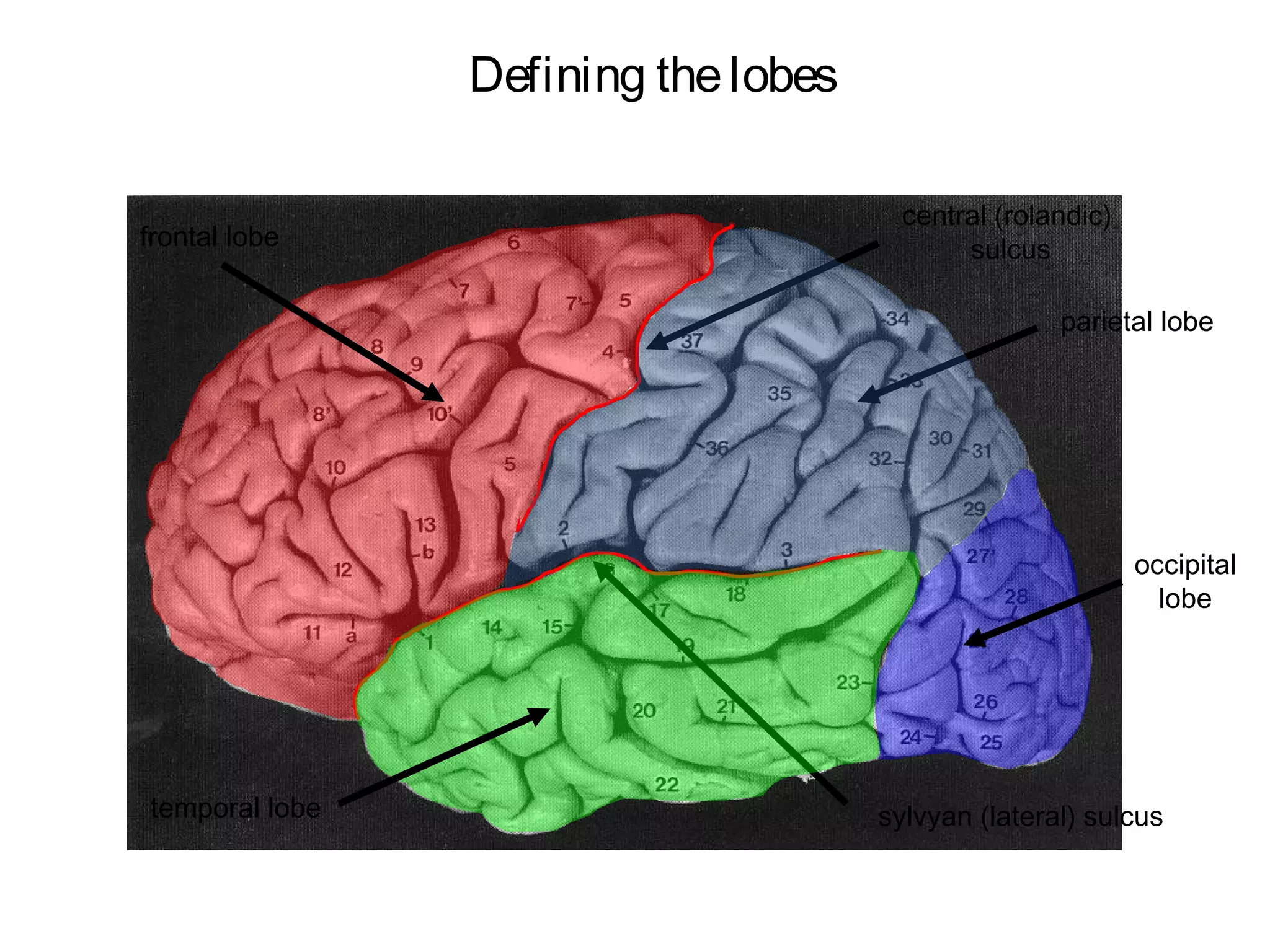 Ppt parietal lobe | PPT