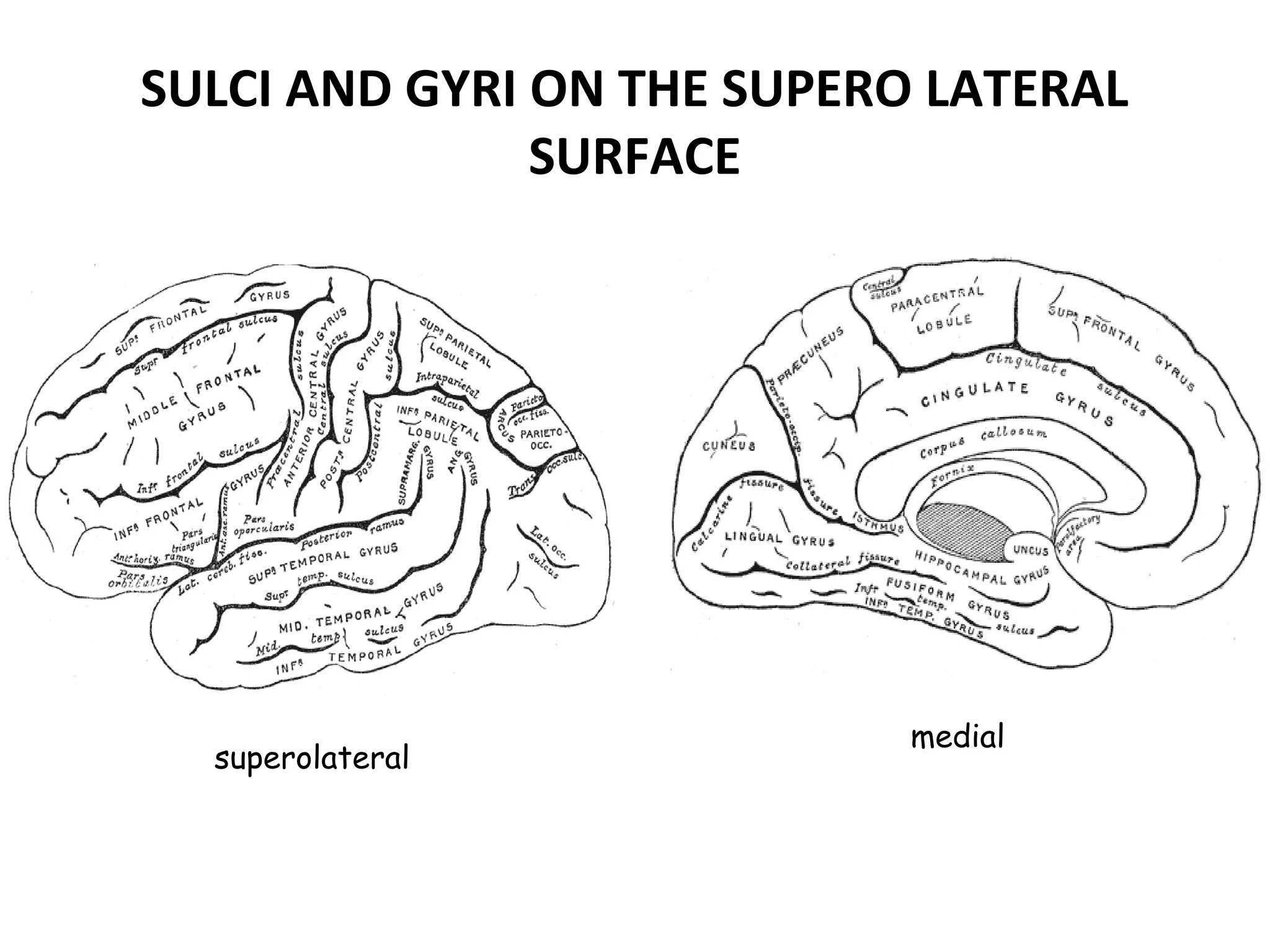 Ppt parietal lobe | PPT