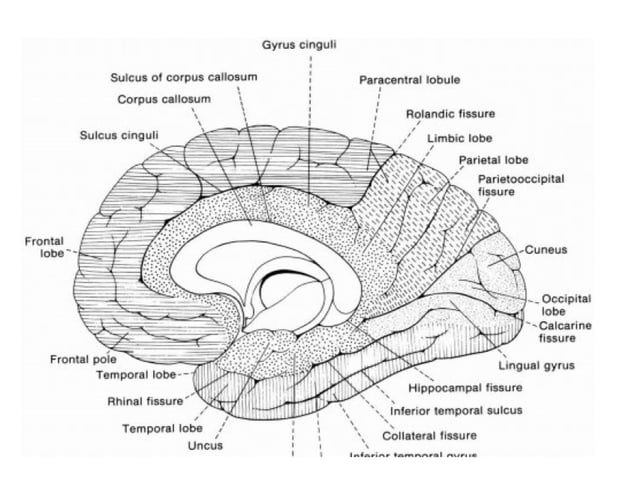 Ppt parietal lobe | PPT | Brain and Nervous System Disorders | Diseases ...