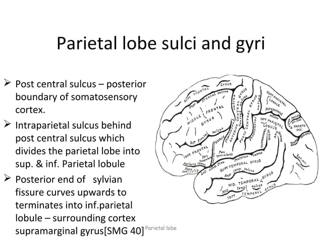 Ppt parietal lobe | PPT | Brain and Nervous System Disorders | Diseases ...