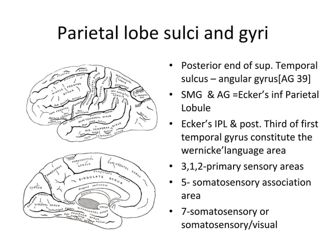 Ppt parietal lobe | PPT | Brain and Nervous System Disorders | Diseases ...
