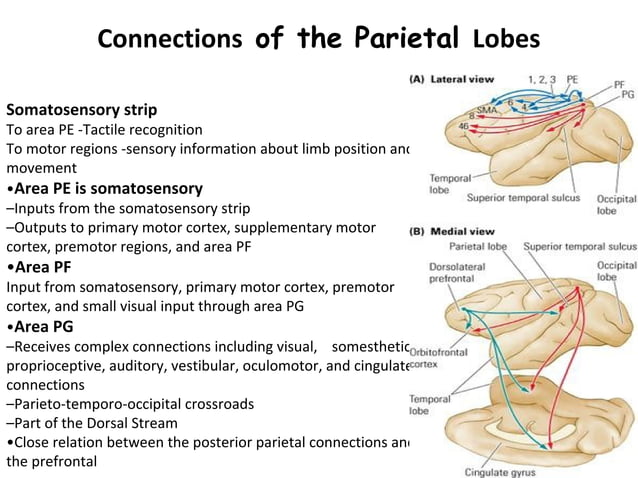 Ppt parietal lobe | PPT | Brain and Nervous System Disorders | Diseases and Conditions