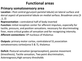 Ppt parietal lobe | PPT