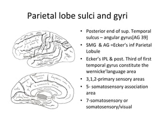 Ppt parietal lobe | PPT