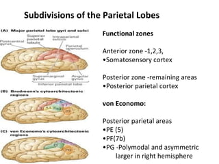 Posterior Parietal Cortex Right Hemisphere