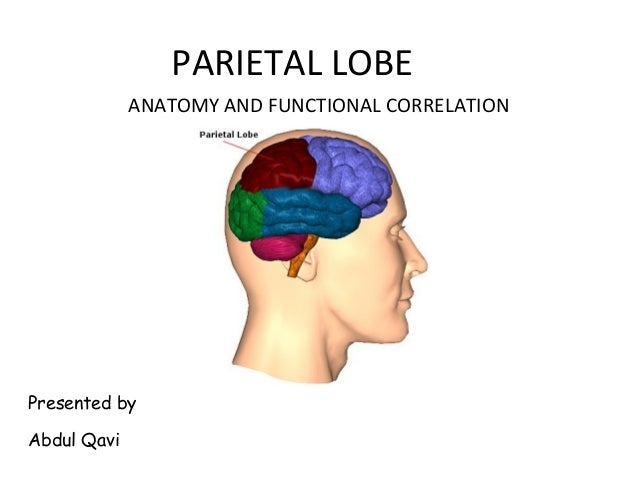 Posterior Parietal Lobe Function
