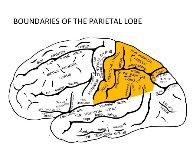 Ppt parietal lobe
