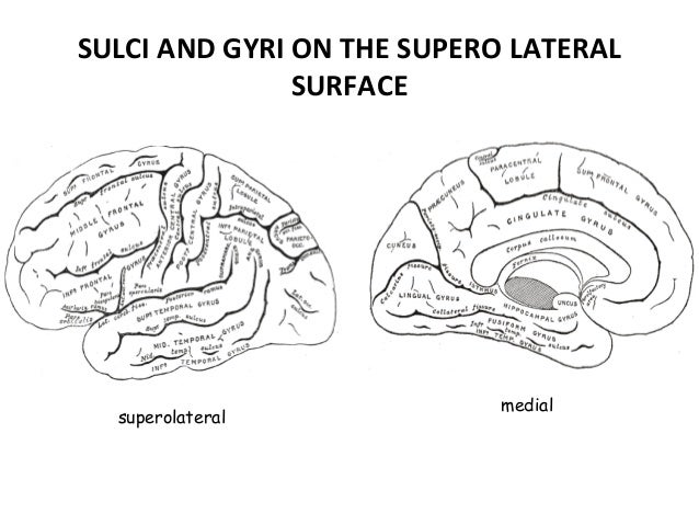 Ppt parietal lobe