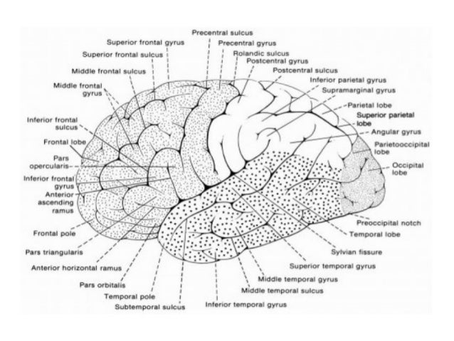 Ppt parietal lobe