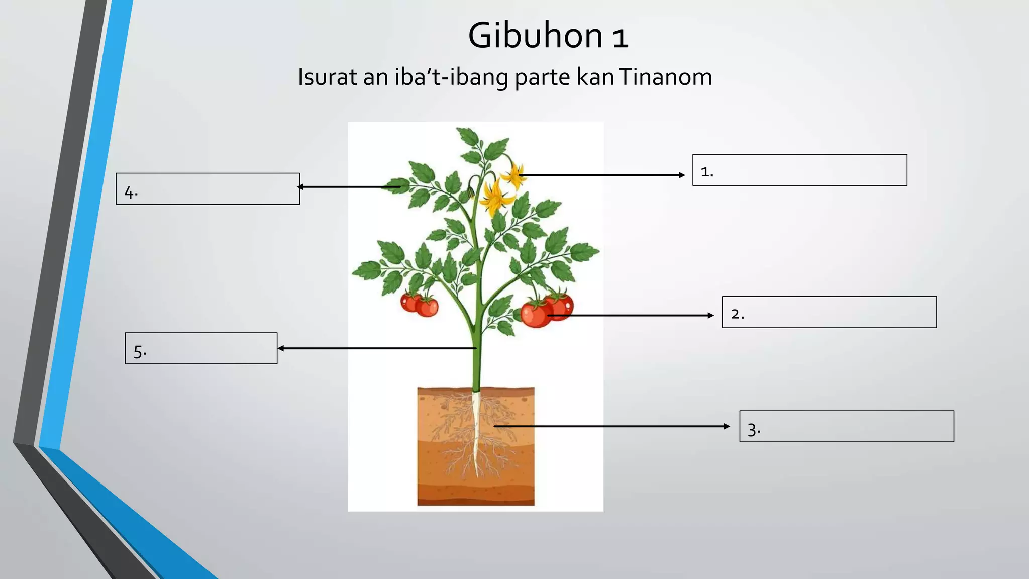 ppt parts of a plants.pptx