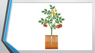 ppt parts of a plants.pptx