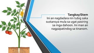 ppt parts of a plants.pptx